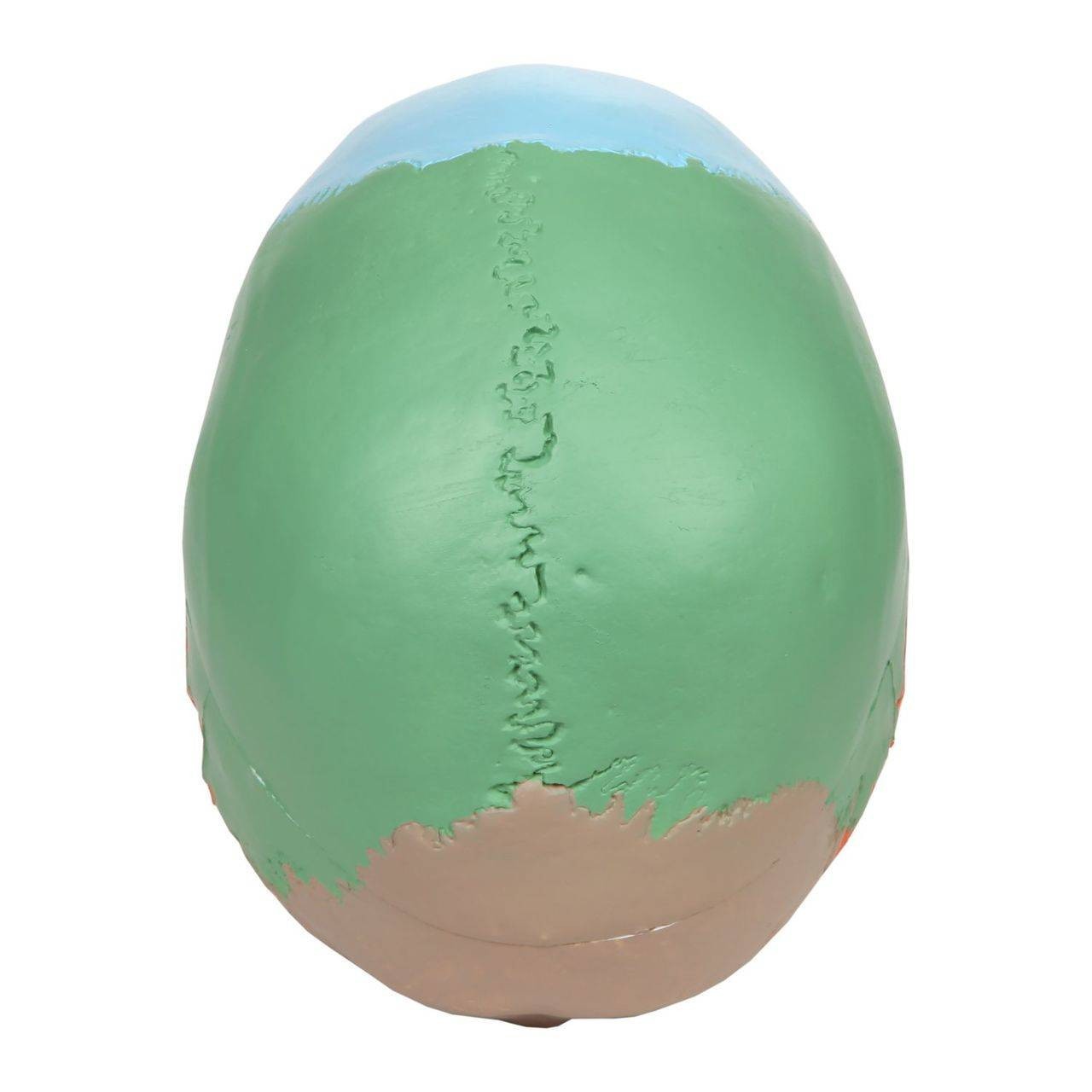 Axis Scientific 3-Part Life-Size Didactic Human Skull Anatomy Model ...