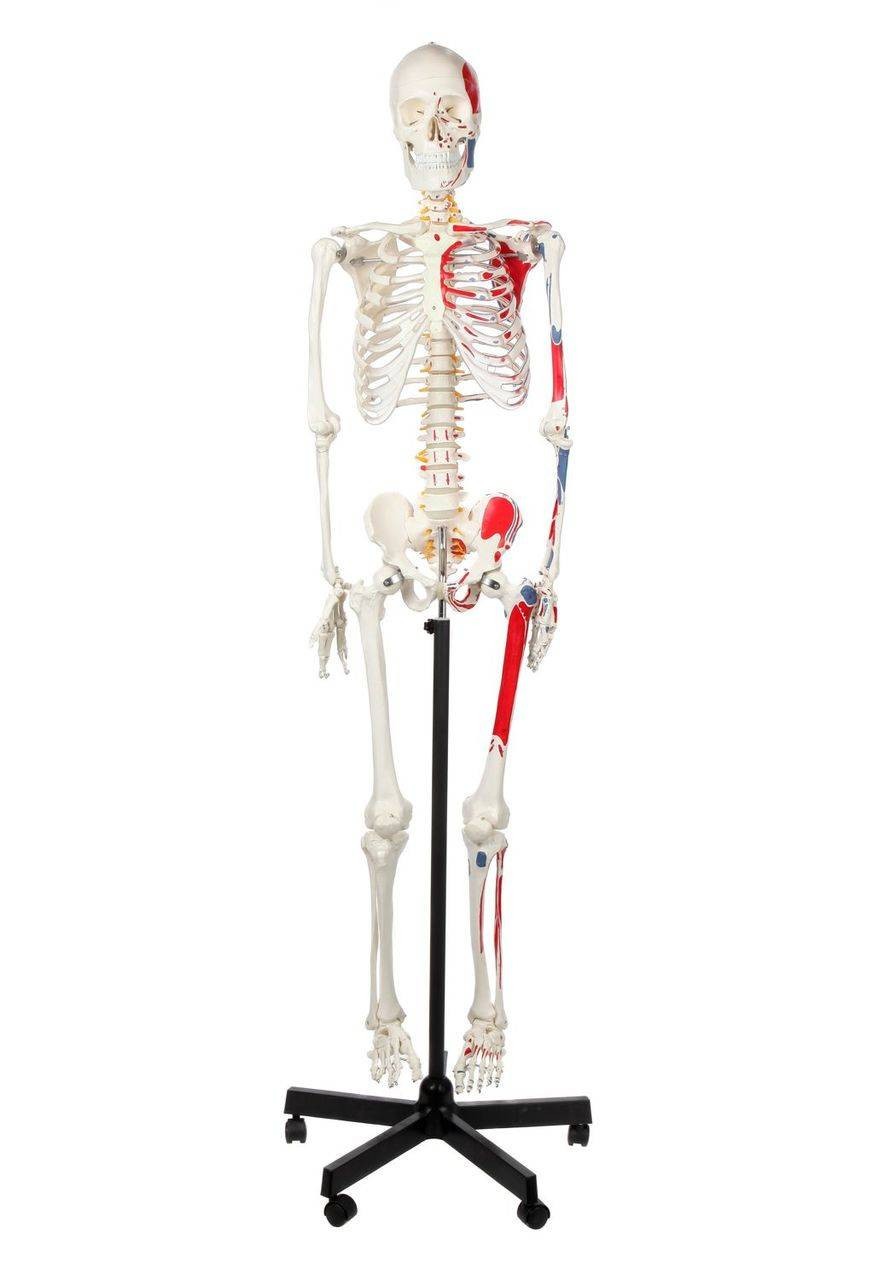 Axis Scientific Muscle Painted and Numbered Life-Size Human Skeleton ...