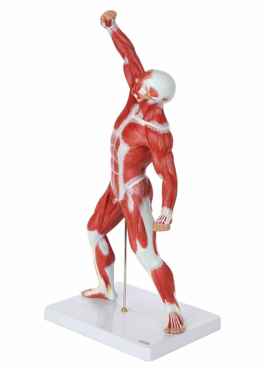 Axis Scientific Miniature Human Muscular Figure Anatomy Model | Anatomy ...