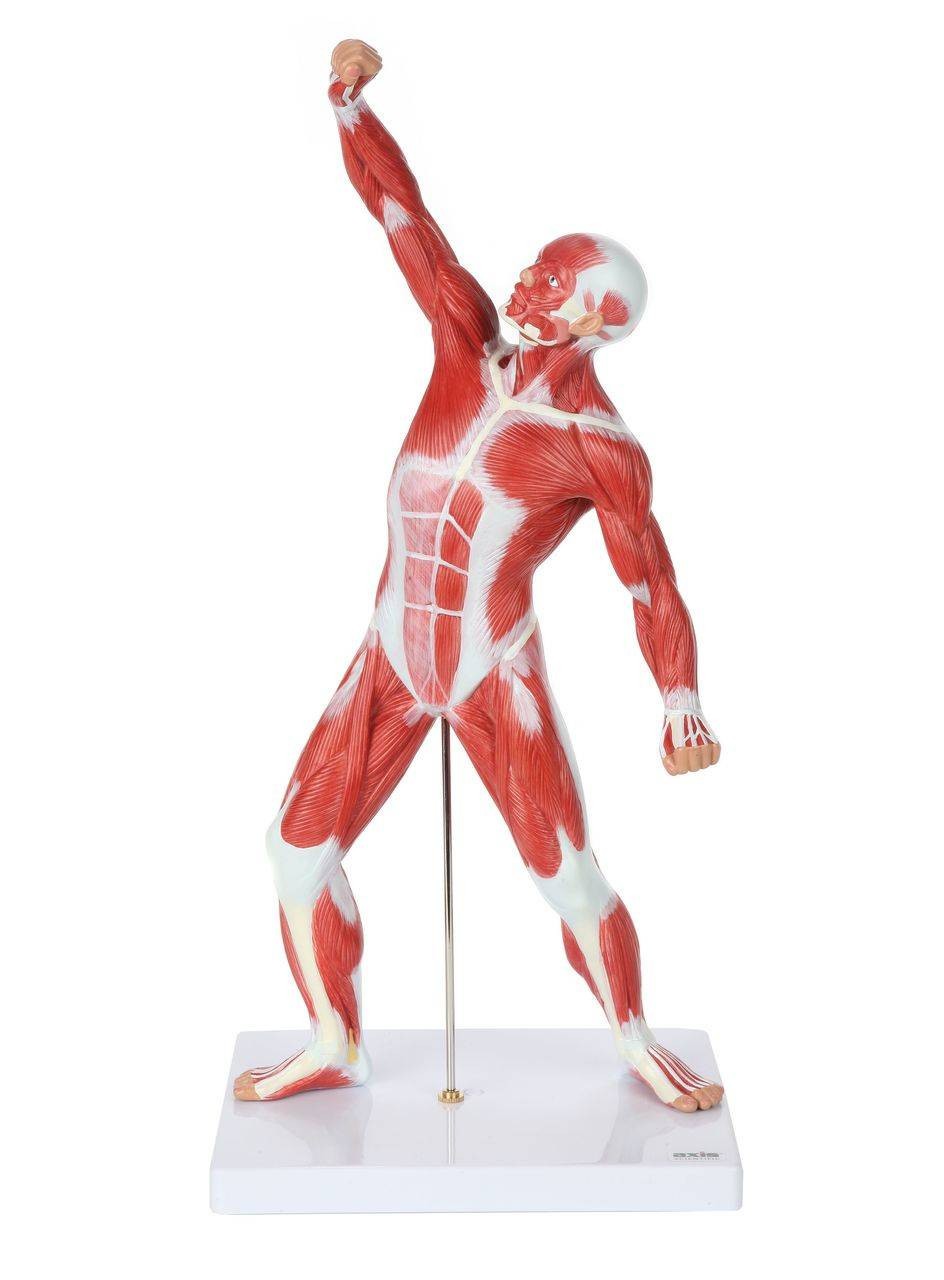 Muscular System Anatomical Models for Education and Medical Study ...