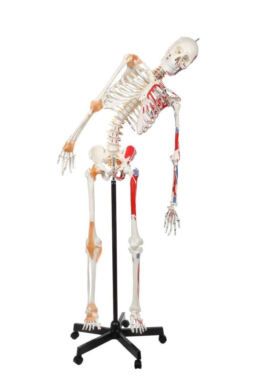 Axis Scientific Painted and Numbered Life-Size Human Skeleton Anatomy ...