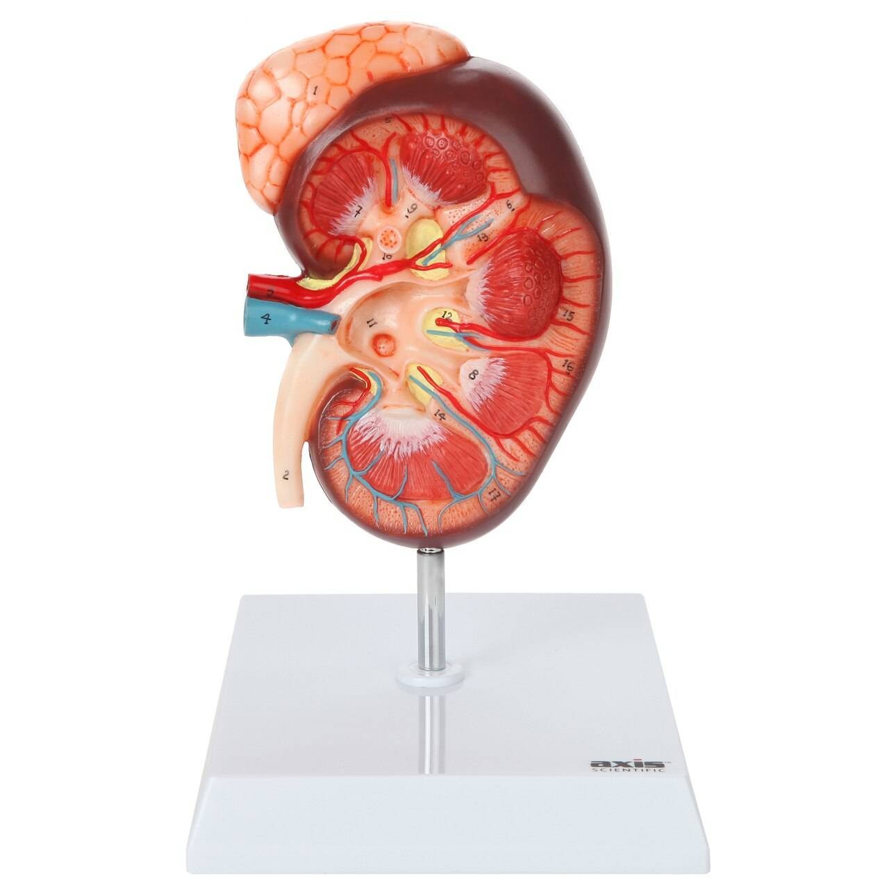 Urinary System Anatomical Models for Education & Medical Study ...