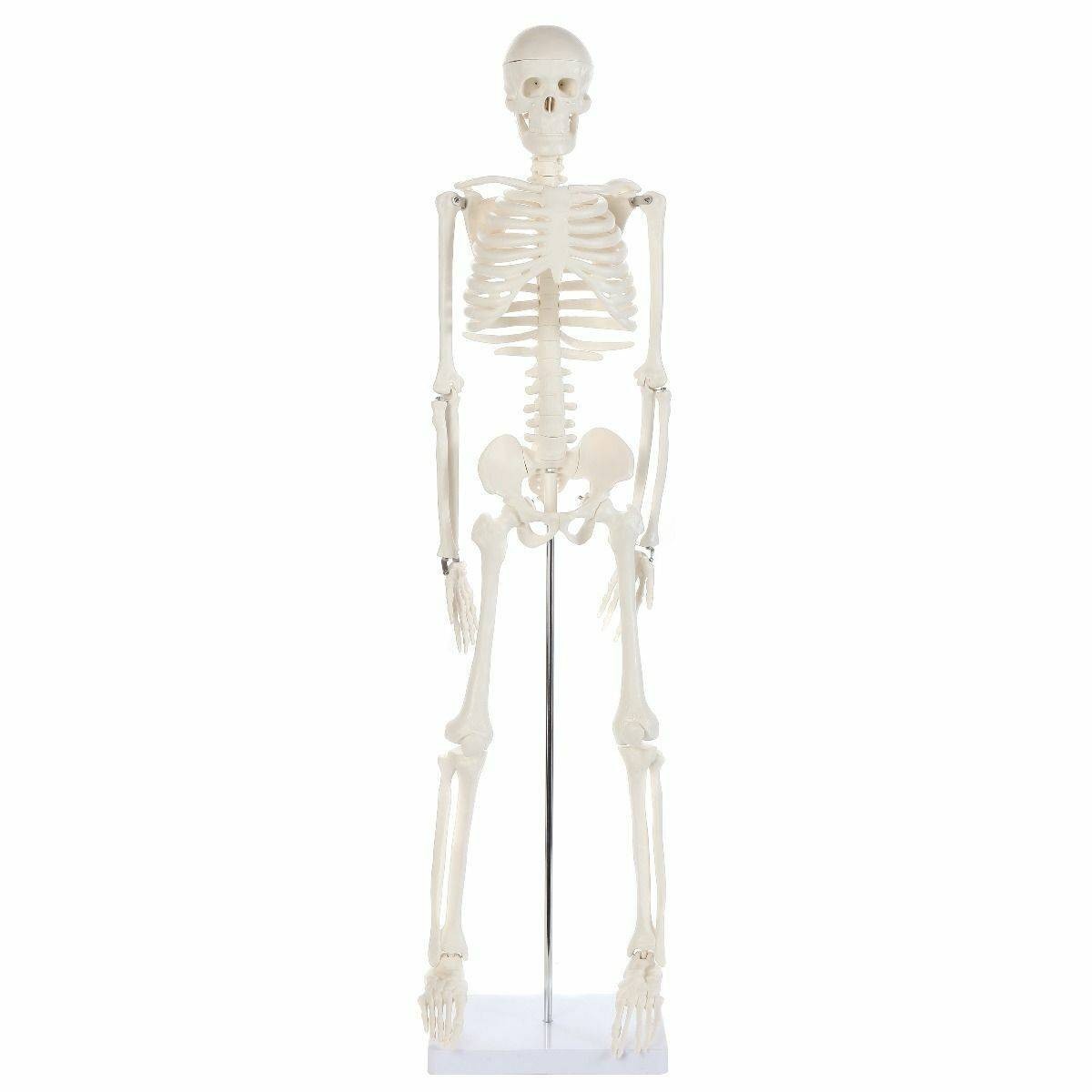 Anatomy Lab Essential Mini 35" Skeleton | Anatomy Warehouse