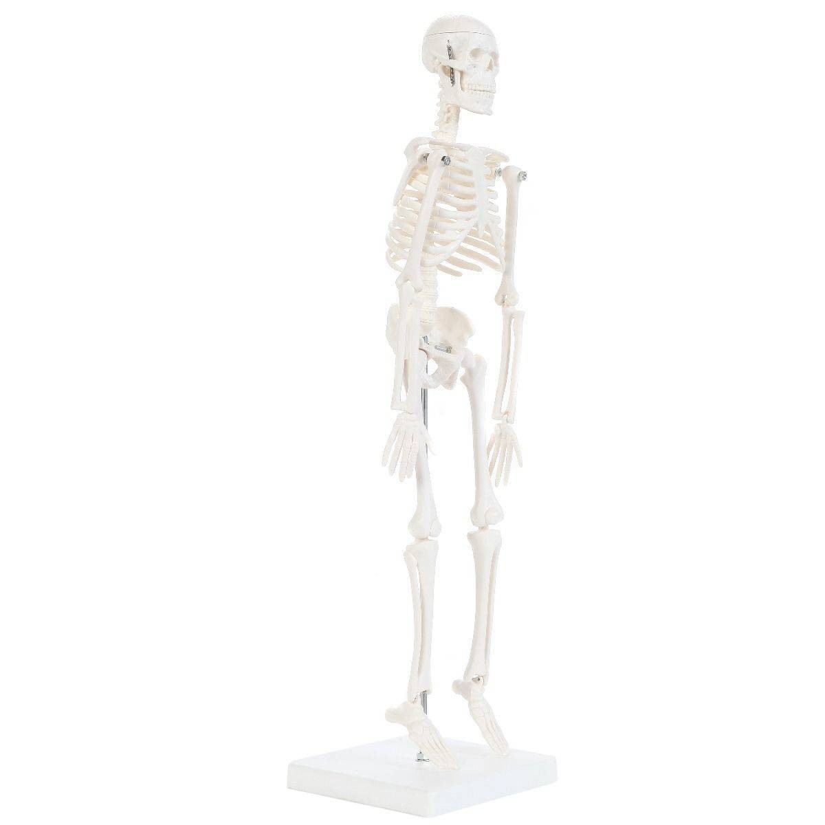 Full Body and Torso Anatomical Models for Education & Medical Study ...
