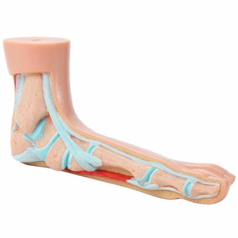 Axis Scientific Set of 3 Feet - Flat Foot, Arched Foot and Normal Foot ...