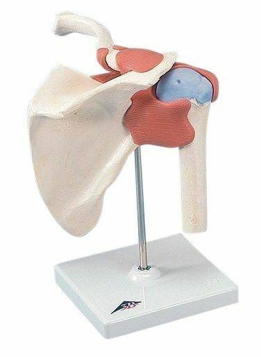 3B Scientific Deluxe Functional Shoulder Joint Anatomy Model | Anatomy ...