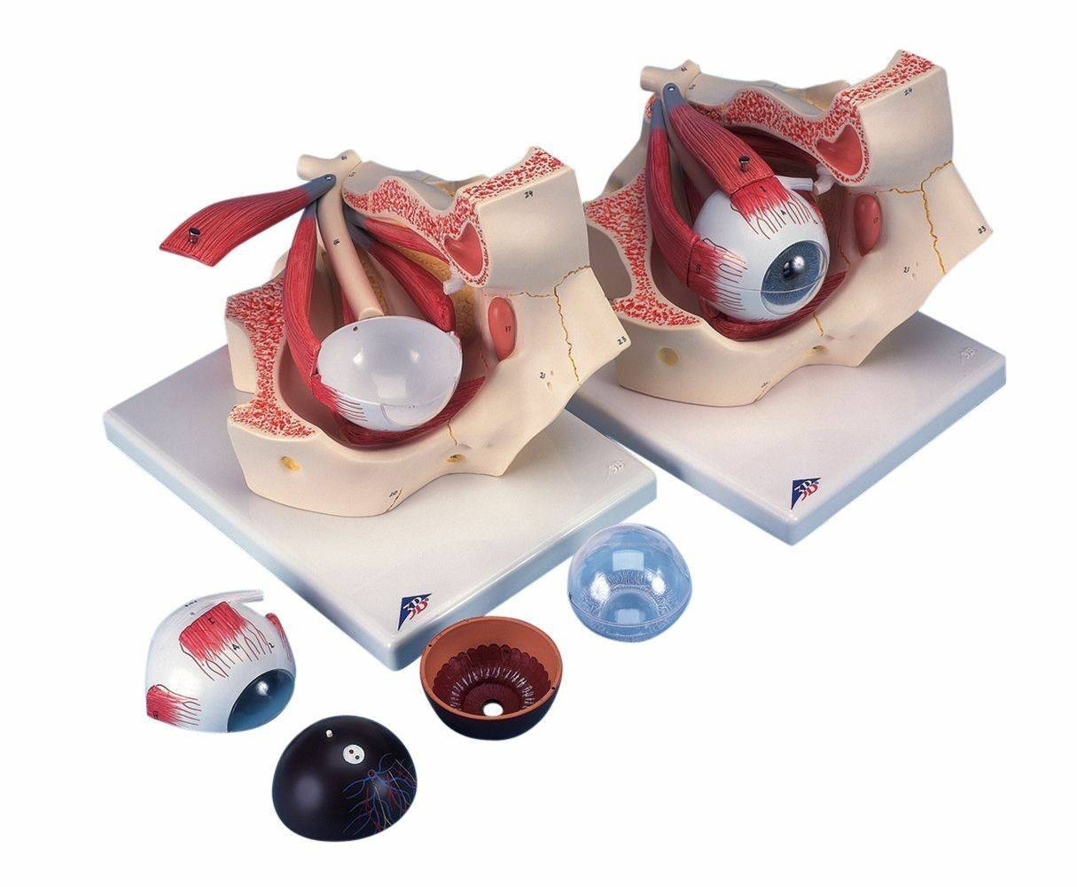 3B Scientific Human Eye Anatomy Model | Anatomy Warehouse