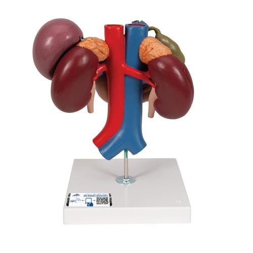 Basic Kidney Models