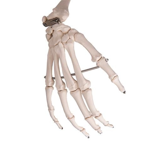 3B Scientific Classic Stan Human Skeleton Anatomy Model | Anatomy Warehouse