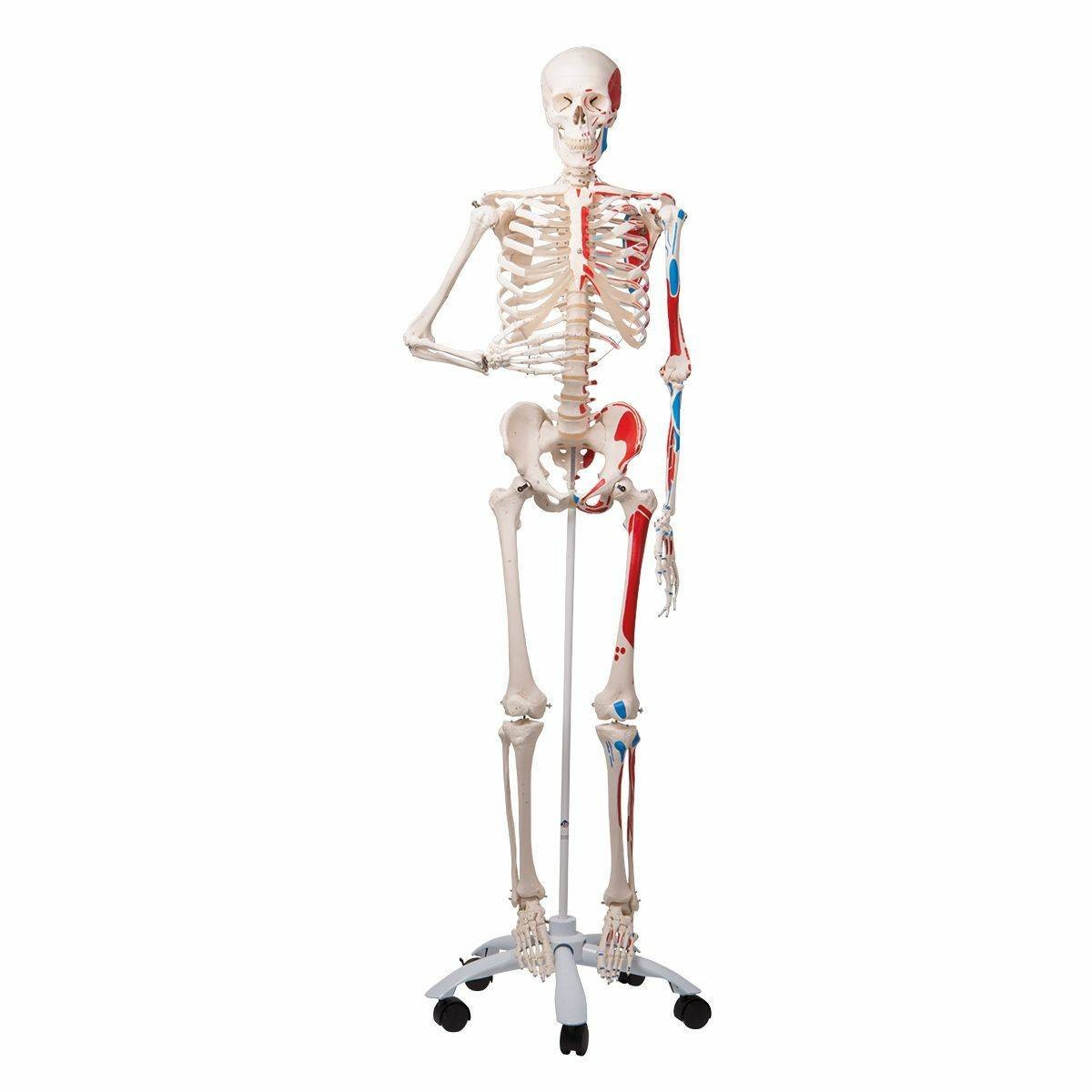 3B Scientific Max The Muscle Skeleton Anatomy Model | Anatomy Warehouse