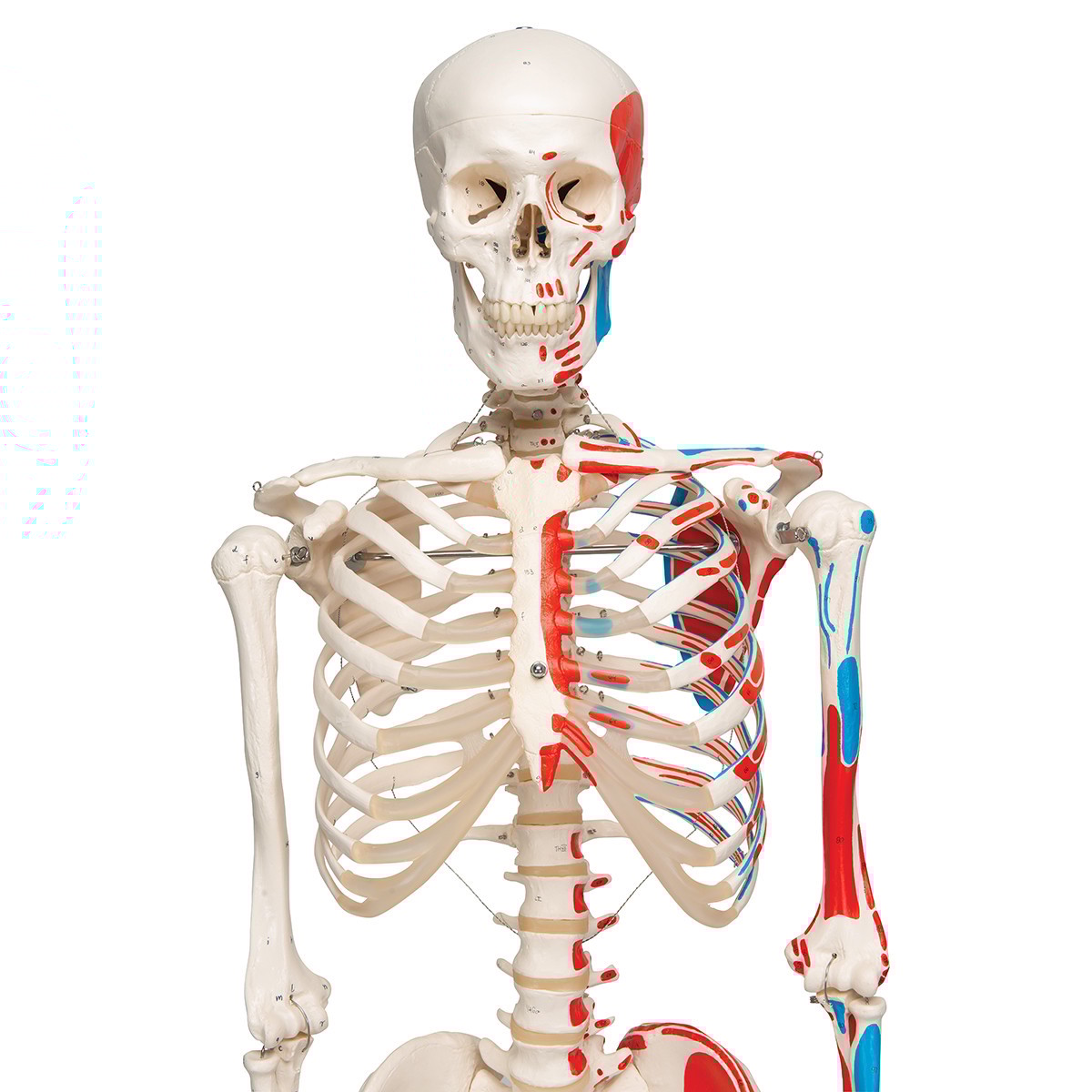 3B Scientific Max The Muscle Skeleton Anatomy Model | Anatomy Warehouse