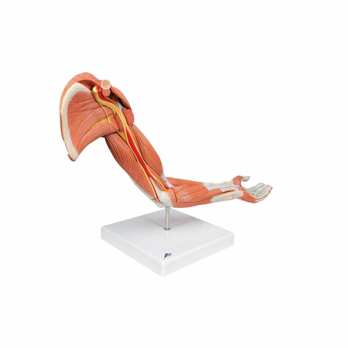 3B Scientific Life-Size Deluxe Muscle Arm Anatomy Model (6 Parts ...