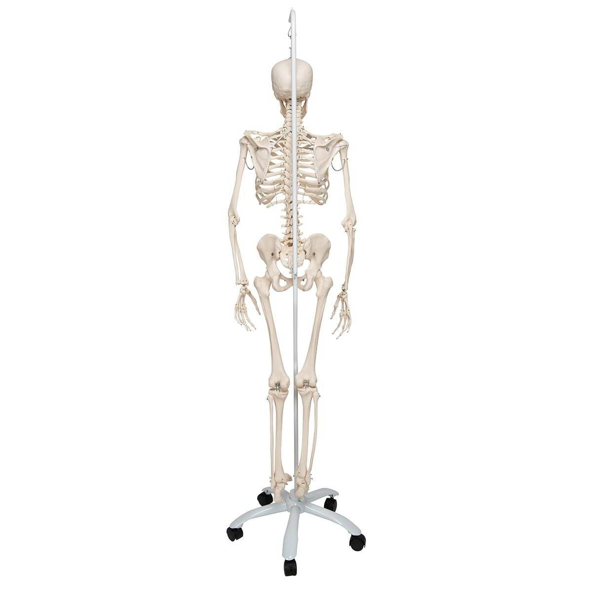 3B Scientific Physiological Skeleton Model - Phil | Anatomy Warehouse