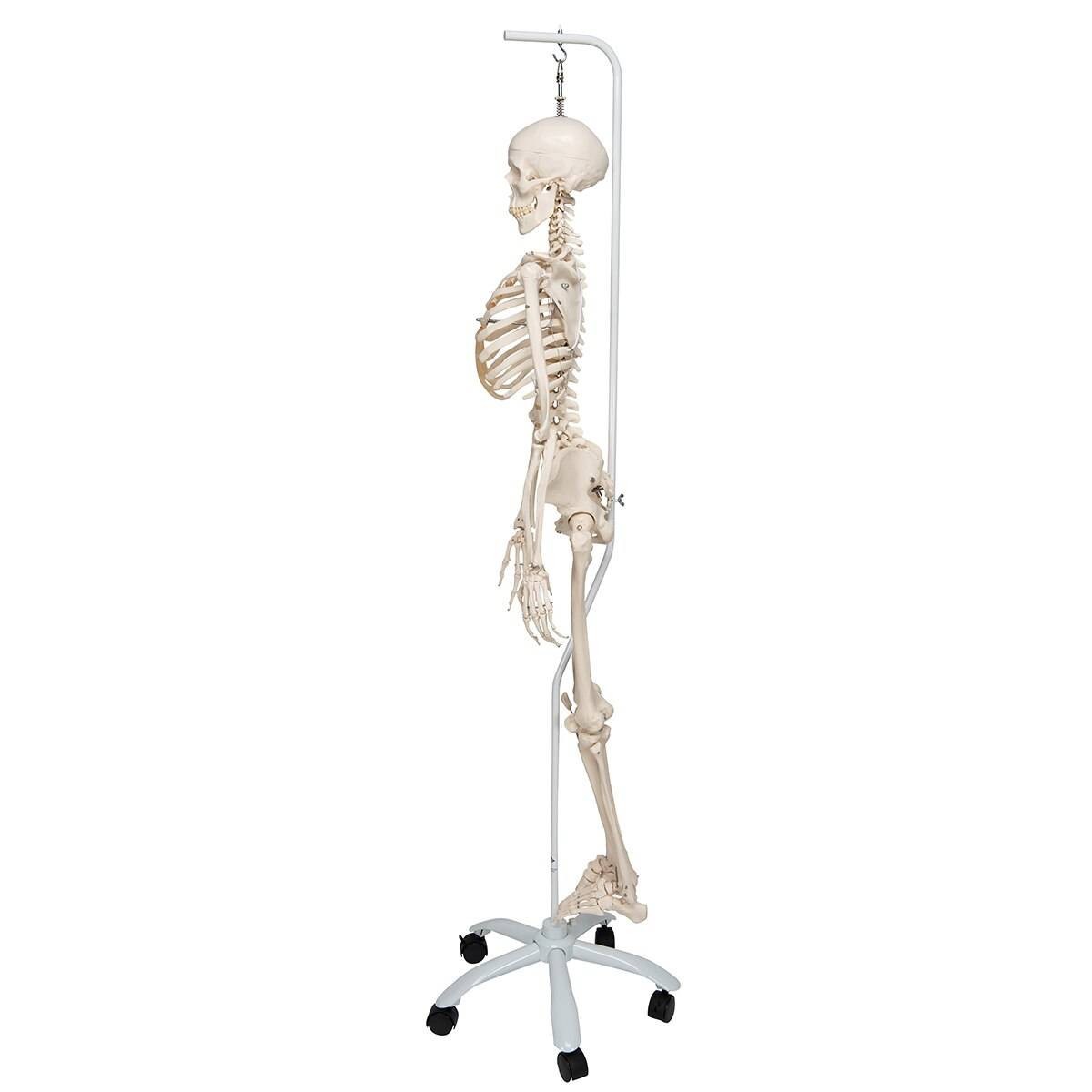 3B Scientific Physiological Skeleton Model - Phil | Anatomy Warehouse