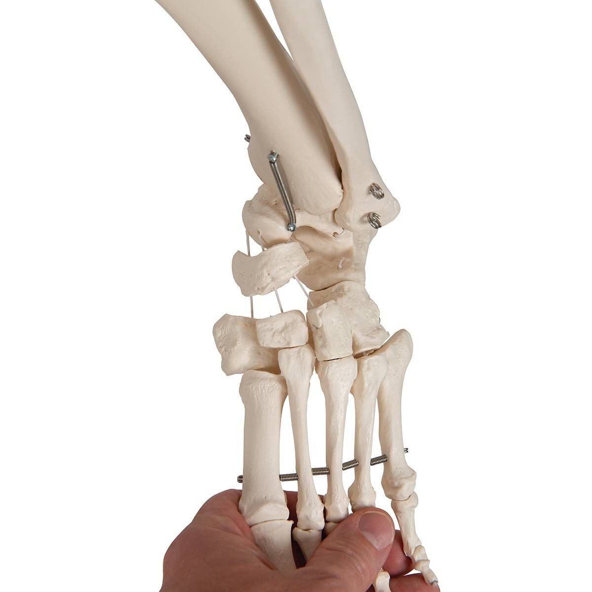 3B Scientific Physiological Skeleton Model - Phil | Anatomy Warehouse