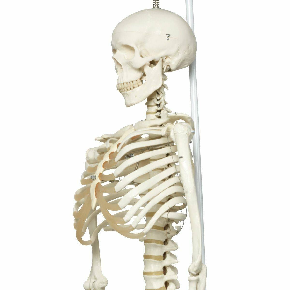 3B Scientific Physiological Skeleton Model - Phil | Anatomy Warehouse
