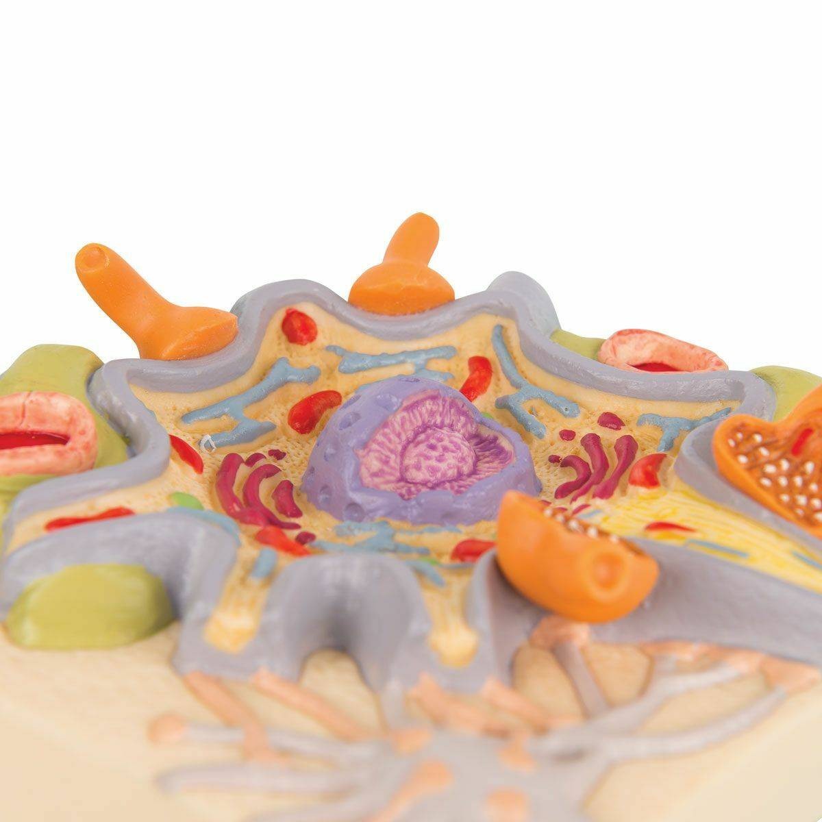3B Scientific Neuron Cell Body Anatomy Model | Anatomy Warehouse