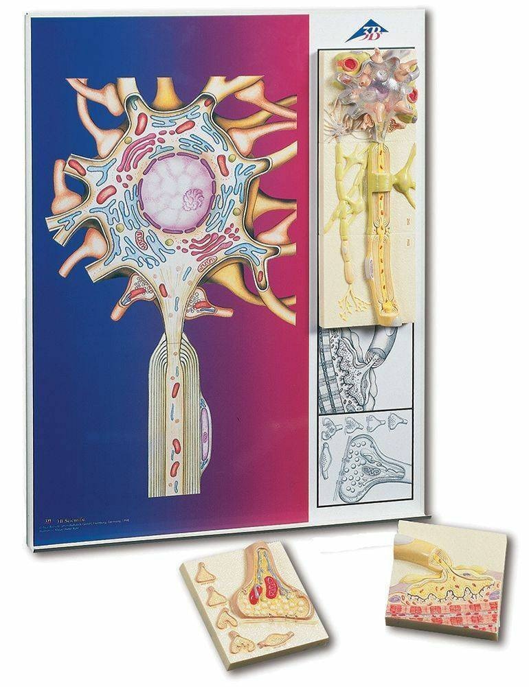 3B Scientific Physiology Of Nerves' - Human Nervous System Models ...