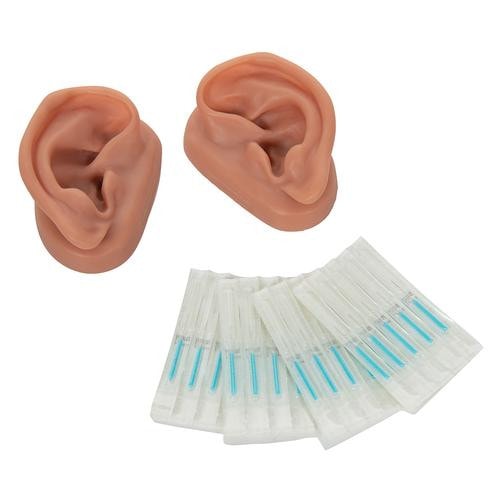 3B Scientific Ear Anatomy Model Set | Anatomy Warehouse