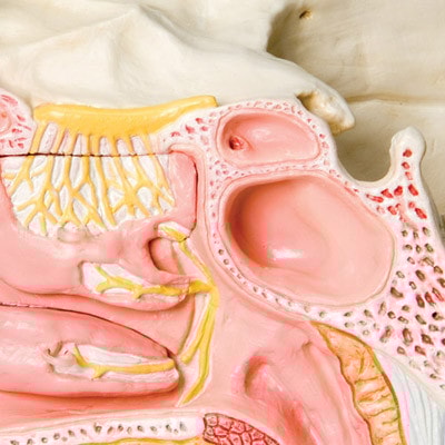 3B Scientific Nose Anatomy Model With Paranasal Sinuses | Anatomy Warehouse
