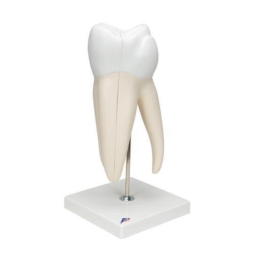 Denoyer-Geppert Dental Morphology Series Anatomy Model | Anatomy Warehouse