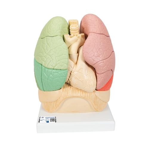 Axis Scientific 7-Part Human Lung and Respiratory System (3/4 Life-Size ...