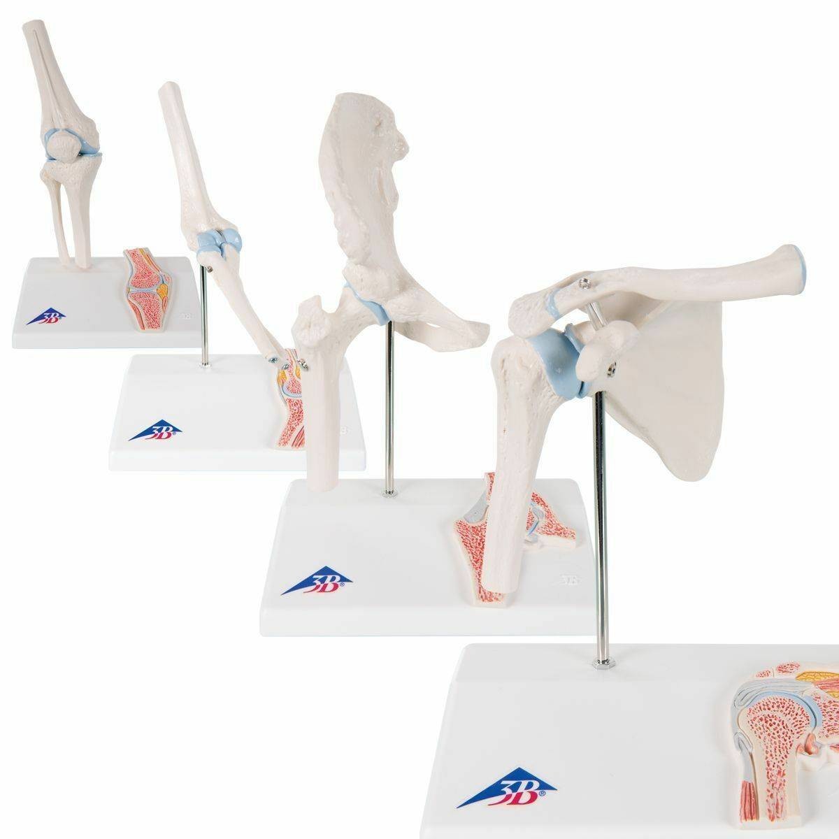 3B Scientific Mini Joint with Cross Section Anatomy Model Set | Anatomy ...