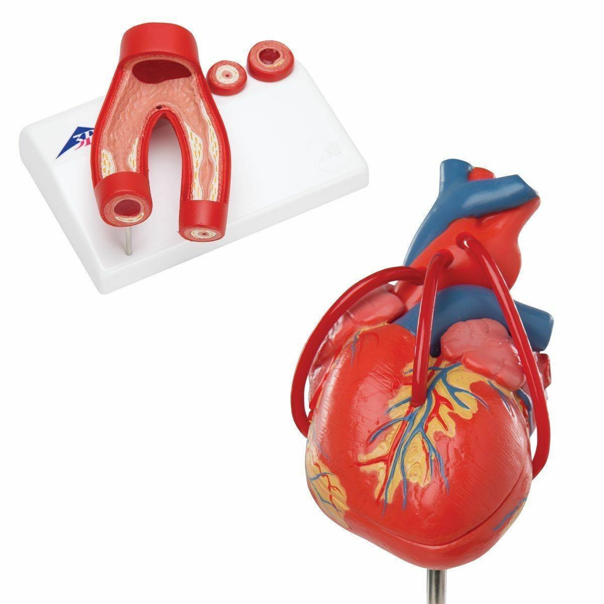 3B Scientific Heart Anatomy Model Set | Anatomy Warehouse