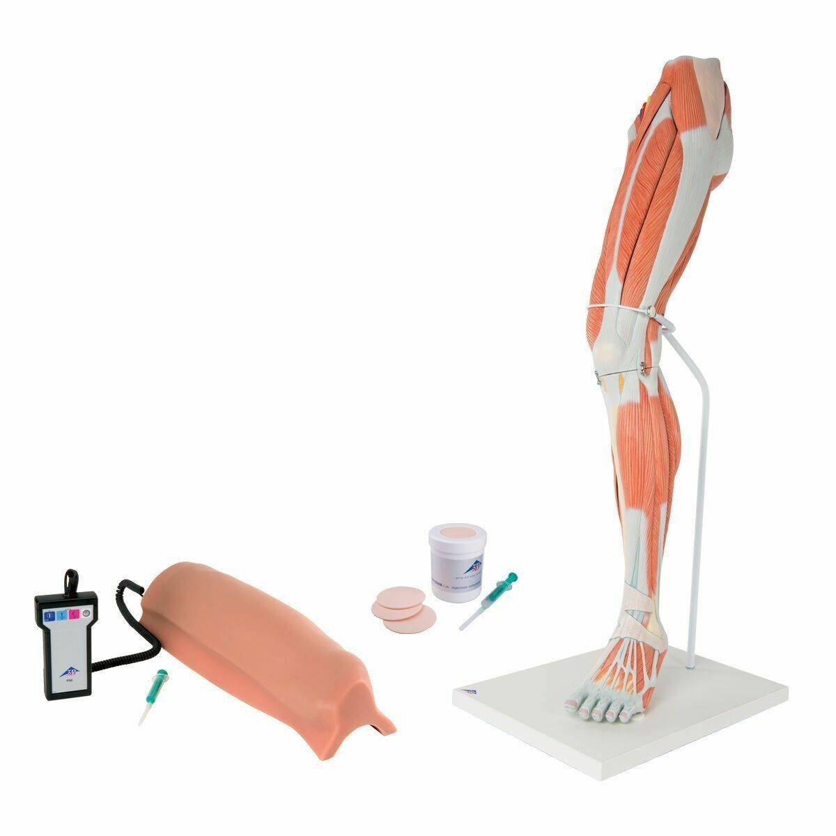 3B Scientific Lower Intramuscular Injection Trainer Kit | Anatomy Warehouse