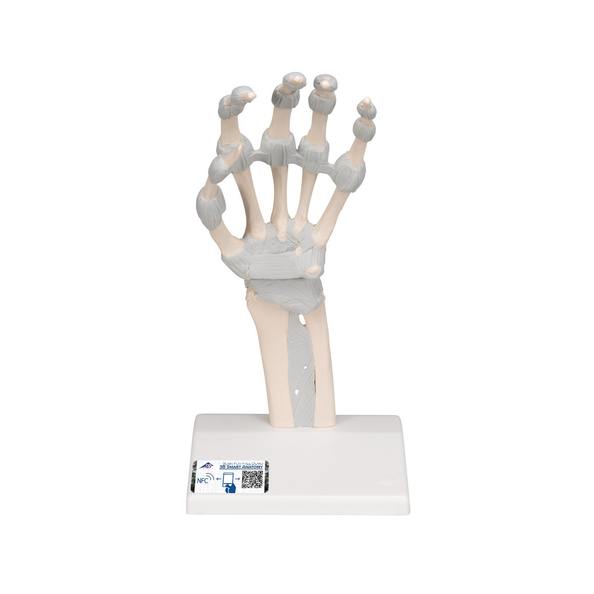 3B Scientific Hand Skeleton Anatomy Model with Elastic Ligaments ...