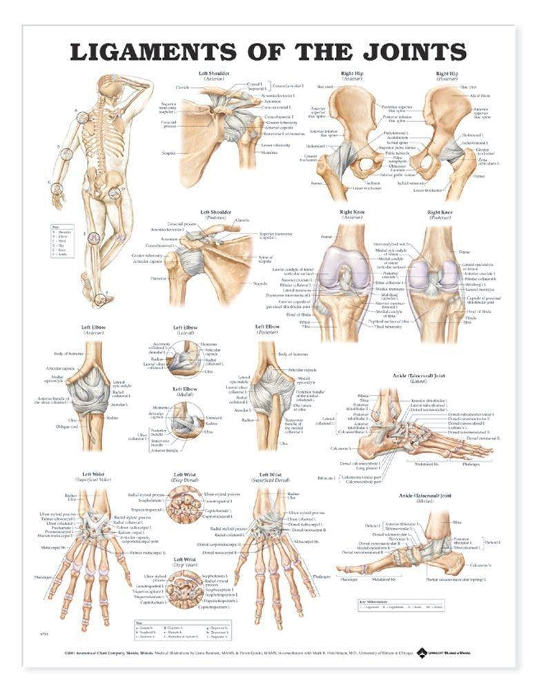 Anatomical Chart Company Ligaments of the Joints Anatomical Chart ...