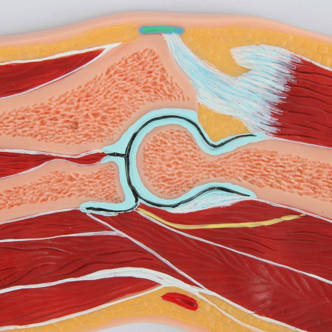 GPI Anatomicals Muscled Elbow Joint Anatomy Model | Anatomy Warehouse