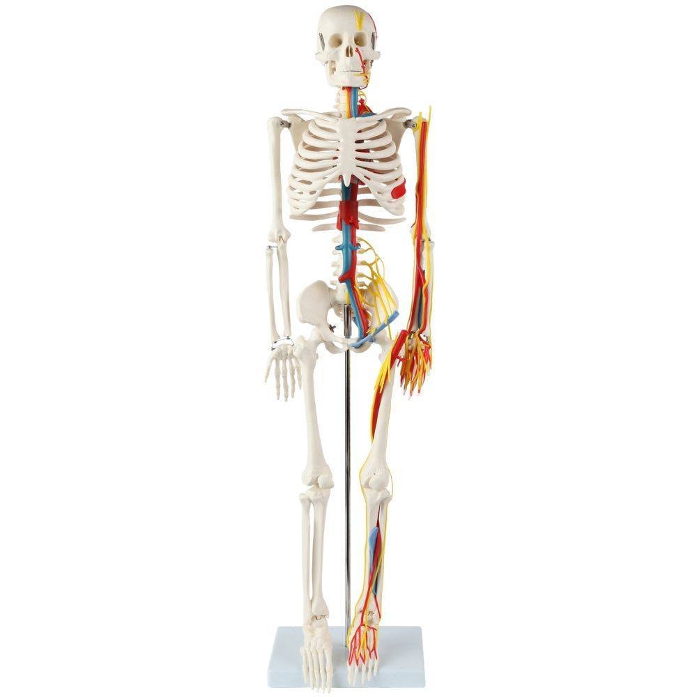 Shop Heart and Vascular System Anatomy Models from Anatomy Warehouse