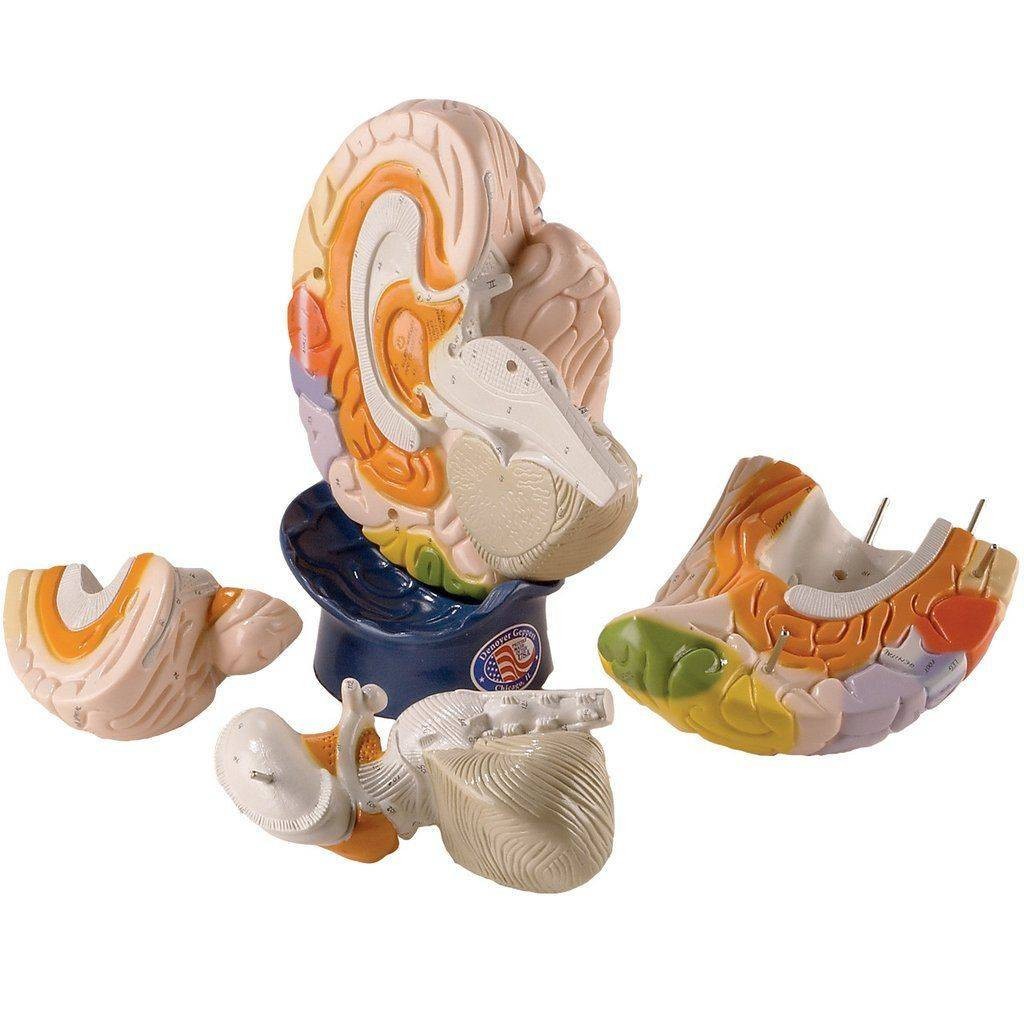 Denoyer-Geppert Giant Functional Larynx Anatomy Model | Anatomy Warehouse