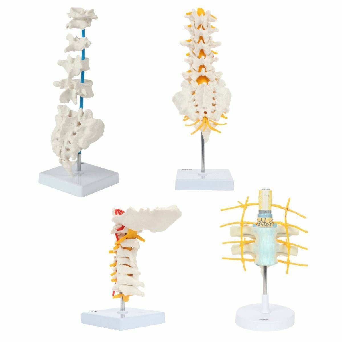Axis Scientific Vertebrae Anatomy Model Set | Anatomy Warehouse