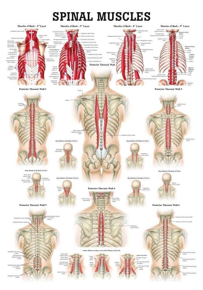 Spine and Vertebral Charts