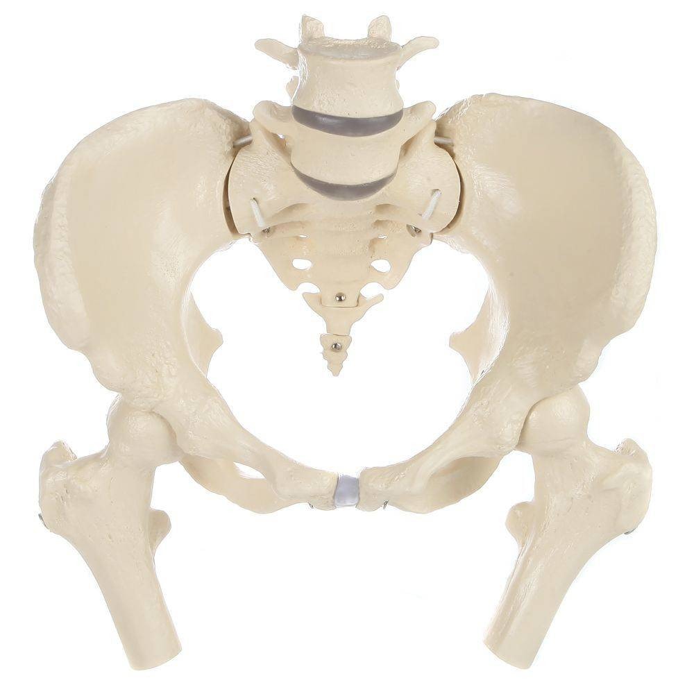 3B Scientific Flexible Human Female Pelvis Anatomy Model, Flexibly ...
