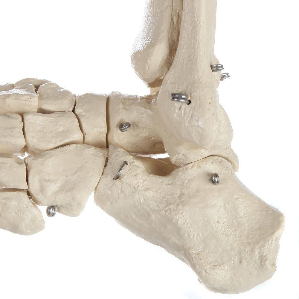 Rudiger Anatomie Premium Foot Skeleton with Portion of Tibia and Fibula ...