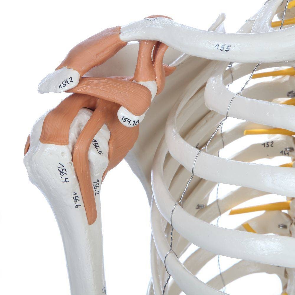Rudiger Anatomie Premium Deluxe Super Skeleton with Musculature and ...