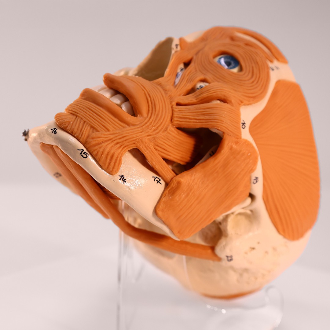 Rudiger Anatomie Premium 4-Part Human Skull with Facial Musculature ...