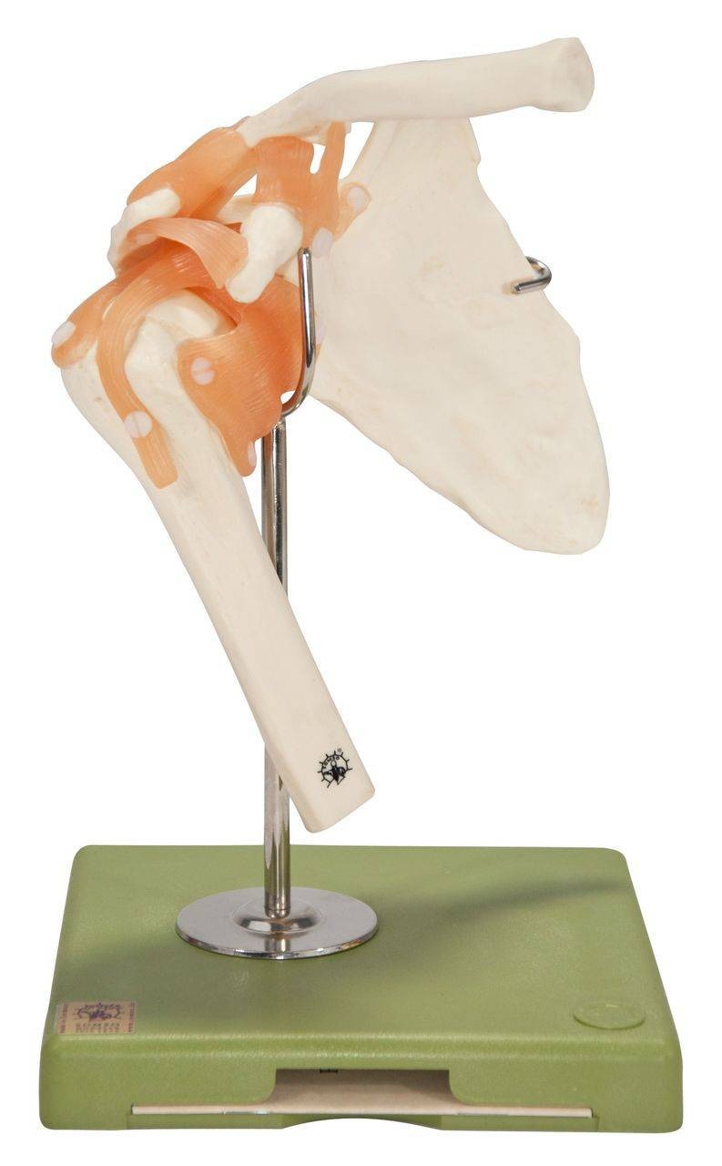 SOMSO Functional Model of the Knee Joint | Anatomy Warehouse