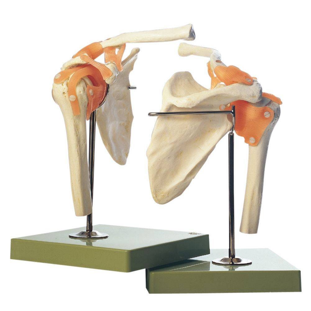 SOMSO Functional Model of the Knee Joint | Anatomy Warehouse