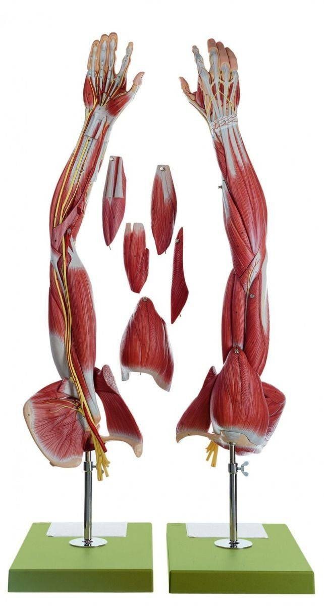 SOMSO Male Muscle Figure - 1/4 Life Size | Anatomy Warehouse