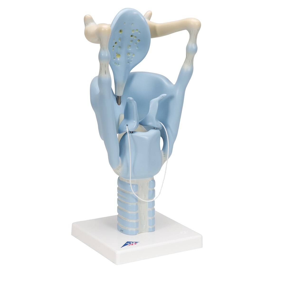 3B Scientific 3x Life Size Functional Human Larynx Anatomy Model ...