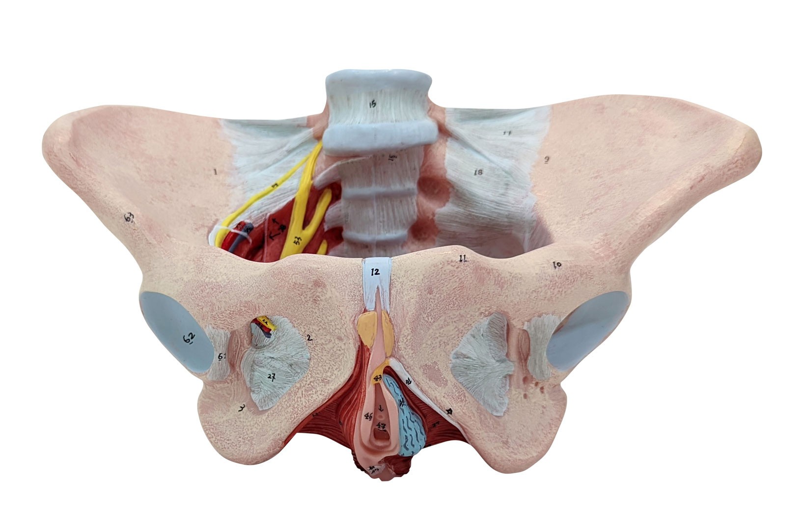 Human Pelvis Anatomical Models for Education & Medical Study | Anatomy ...