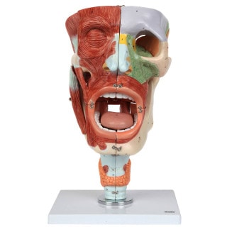 Mouth Models