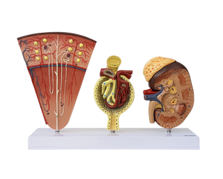 Urinary System Anatomical Models for Education & Medical Study ...