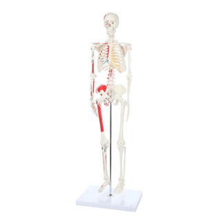 Anatomy Lab Essential Micro 19" Desktop Skeleton | Anatomy Warehouse