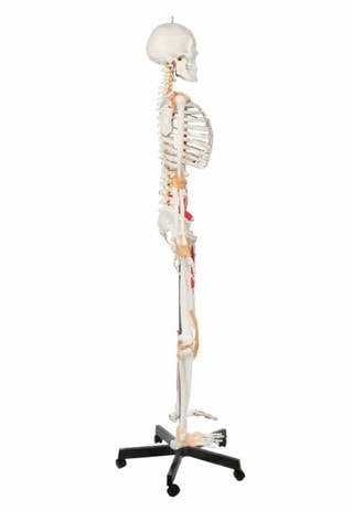Axis Scientific Painted and Numbered Life-Size Human Skeleton Anatomy ...