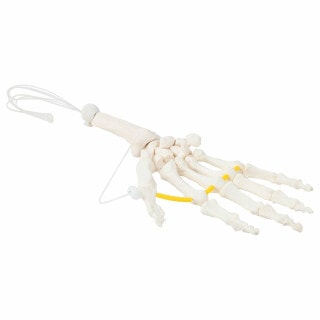 3B Scientific Hand and Lower Forearm Skeleton Anatomy Model With ...